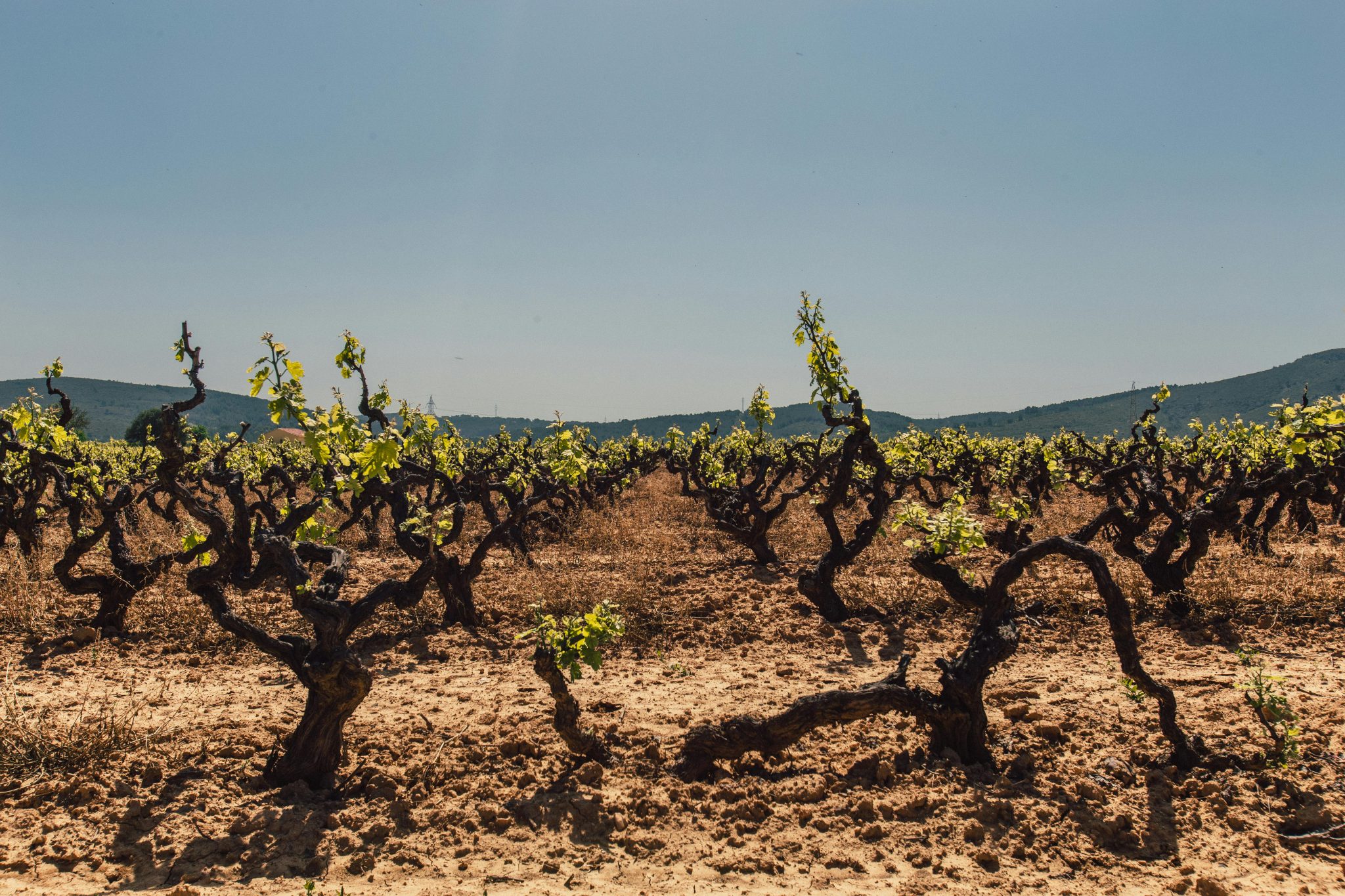 How to Start a Backyard Vineyard: Turning Your Small Plot into a Wine ...