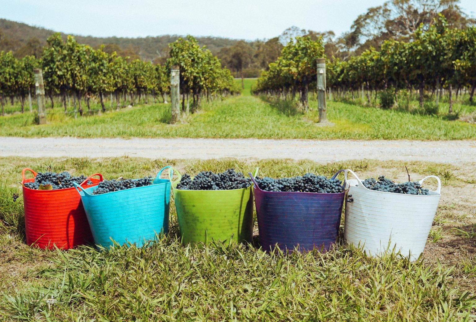 How to Start a Backyard Vineyard: Turning Your Small Plot into a Wine ...