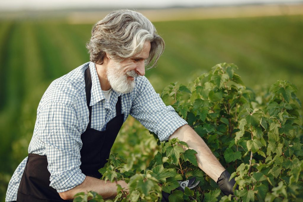 A Day in the Life of a Vineyard Owner: Wine Country Living - The Little ...