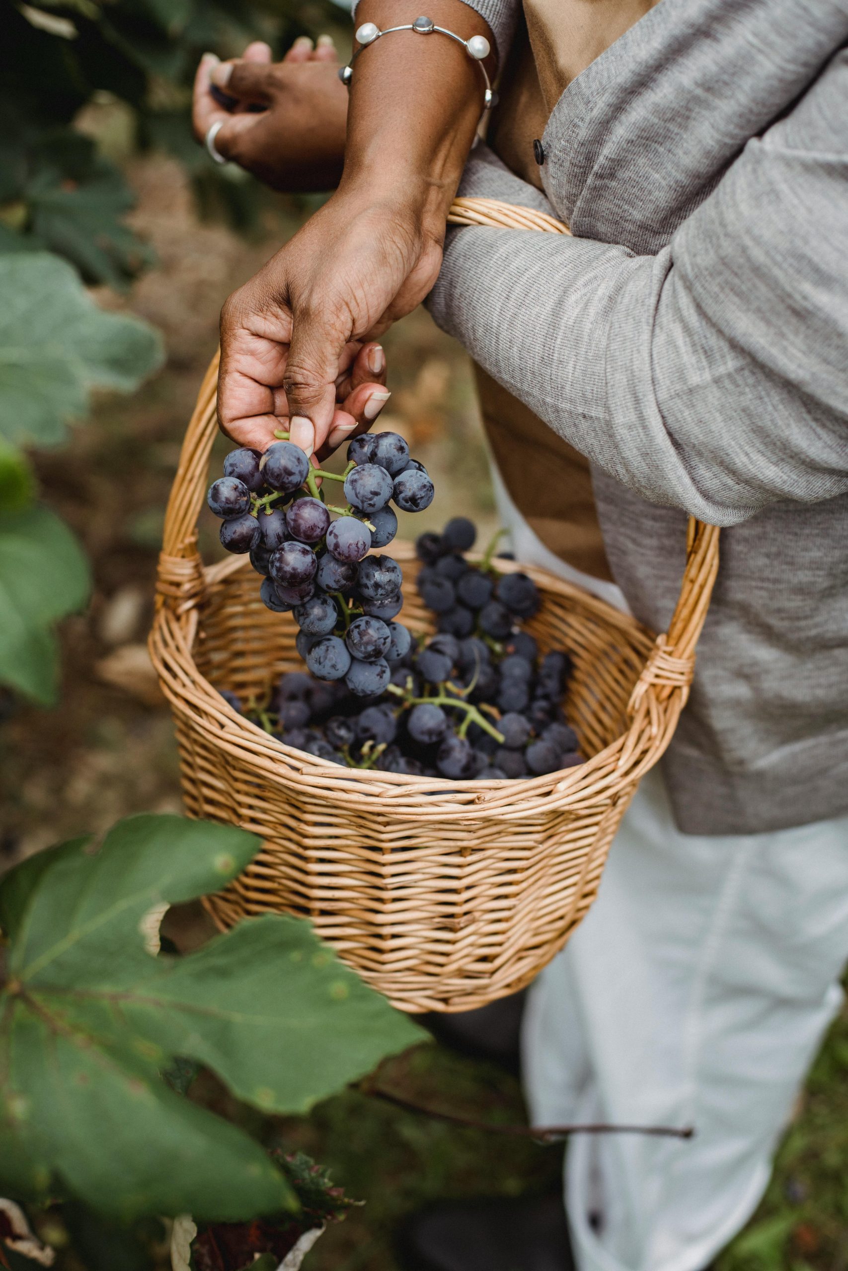 Backyard Vineyard Ideas for Small Spaces: Make Every Grape Count - The ...
