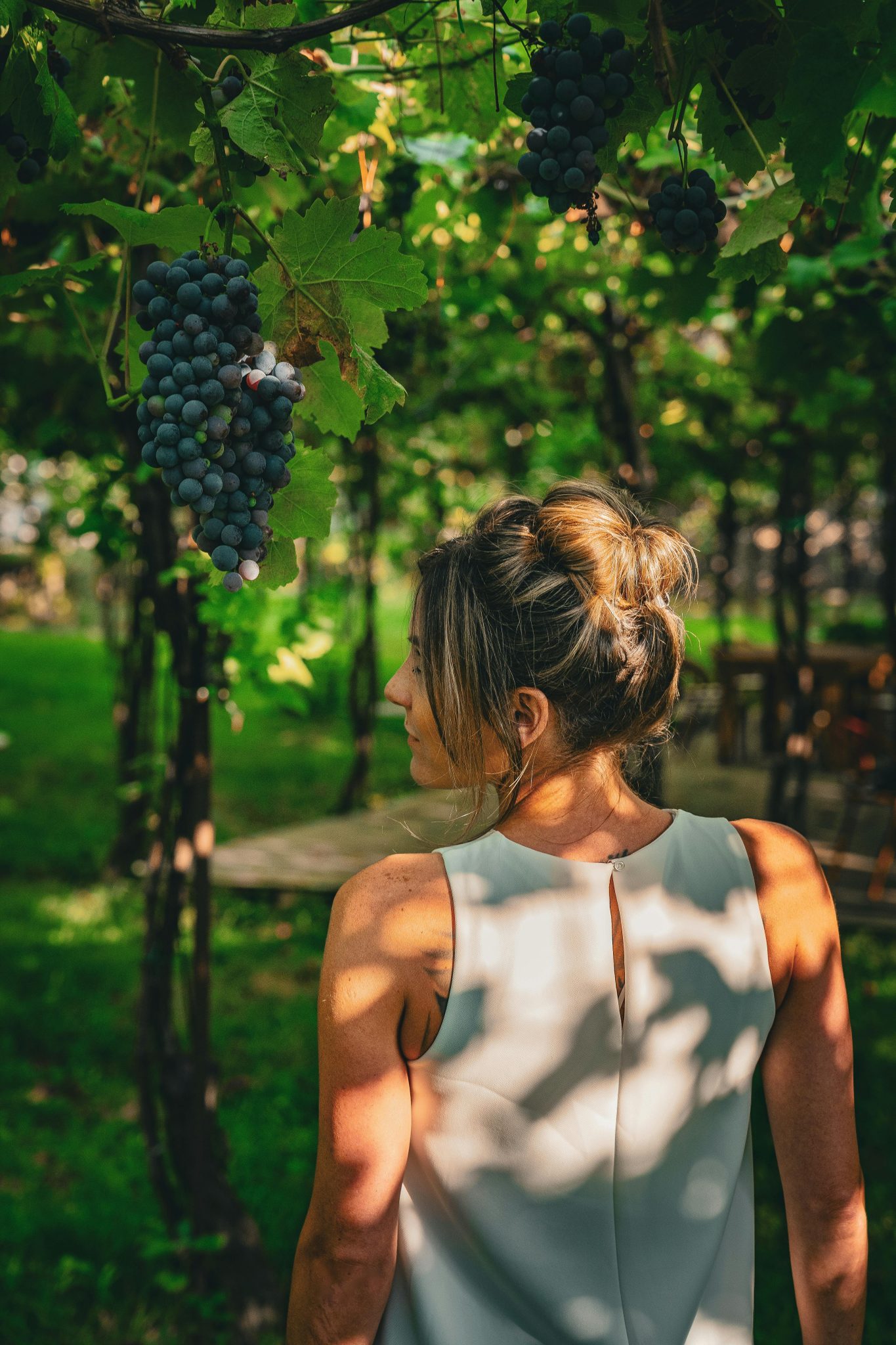 What Are Wine Leaves Good For? The Surprising Benefits and Uses - The ...